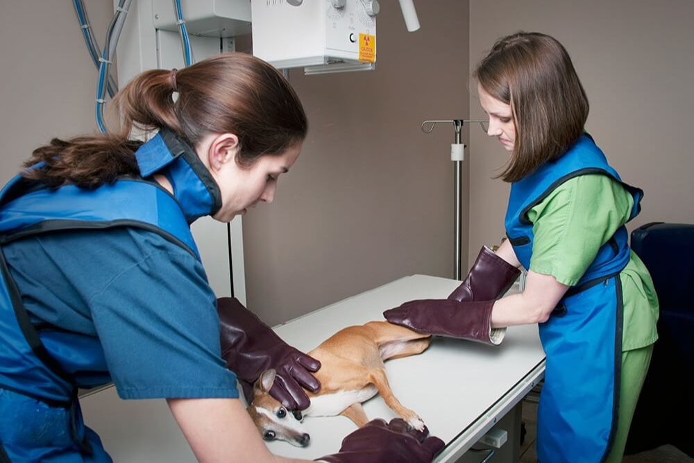 Home -Edmonds Veterinary Hospital in Edmonds, WA